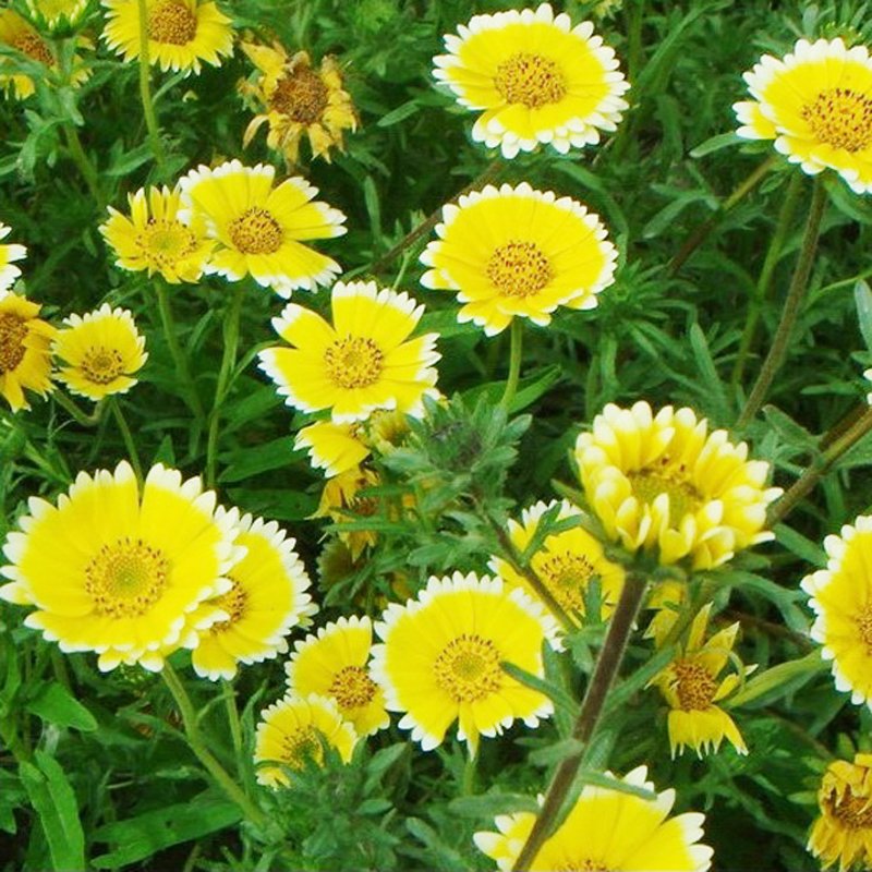 Layia Elegans Garden Flowers Seeds 30seeds Fresh Garden