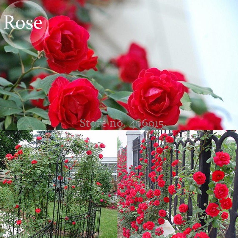 Heirloom Fresh Red Climbing Rose Flowers 50 Seeds Fragrant Charming ...