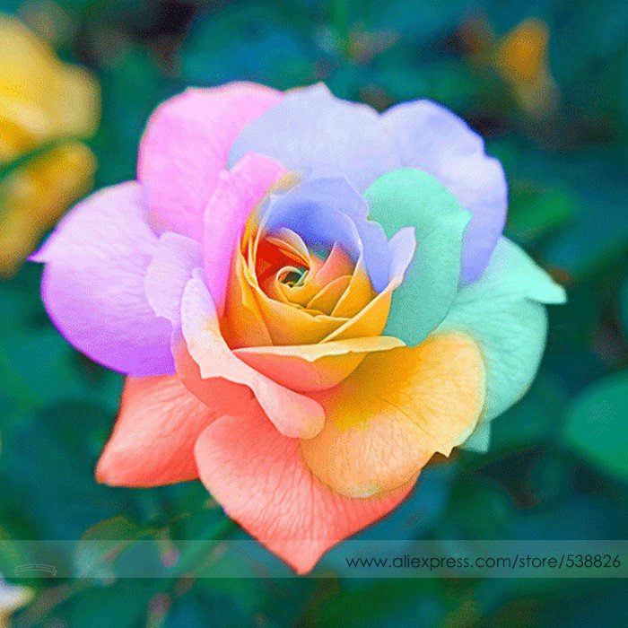 Rarest Bright Rainbow Rose Flower 50 Seeds Fresh Garden