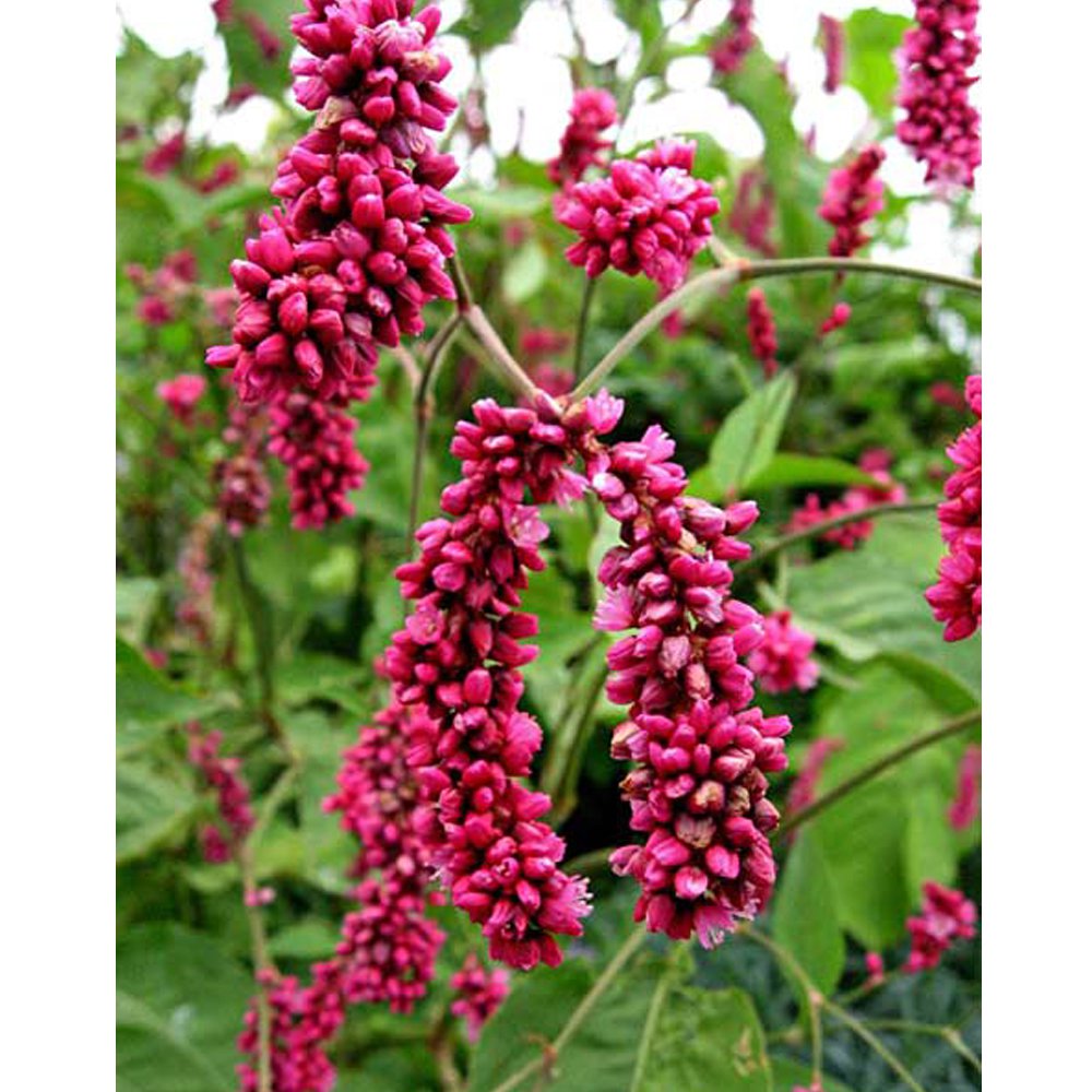 Polygonum Orientale 100 Seeds Kiss Me Over The Gate Princess Feather ...