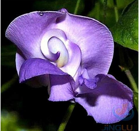 Vigna Caracalla Lavender Snail Vine 20 Rare Seeds Profuse Bloomer Loves ...