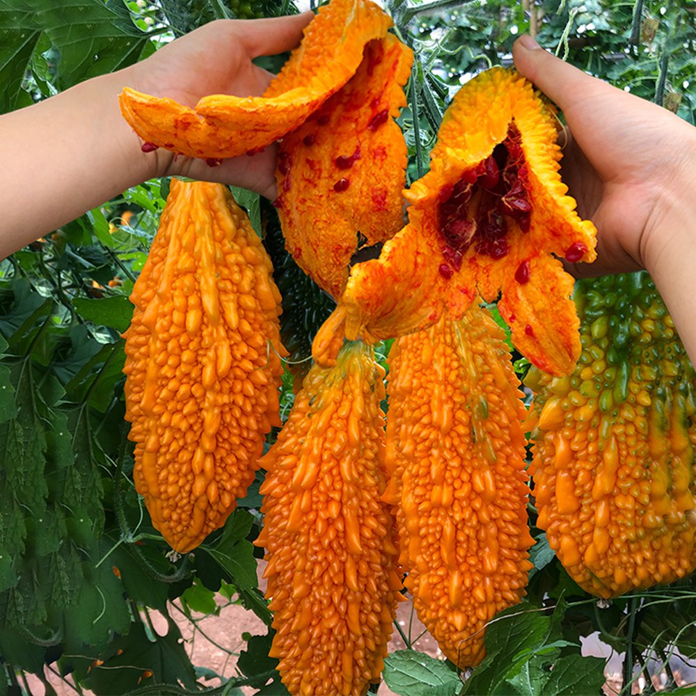 5 Packs Of Ripe Orange Bitter Melon Seeds Momordica Charantia Sweet ...
