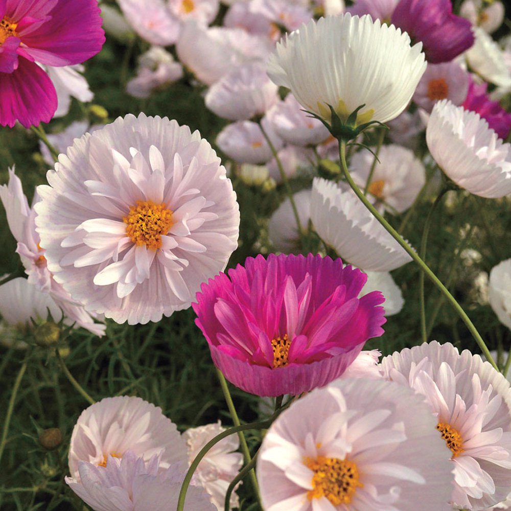 Cupcakes Mix Cosmos Seeds 30 Seeds Pack Fresh Garden