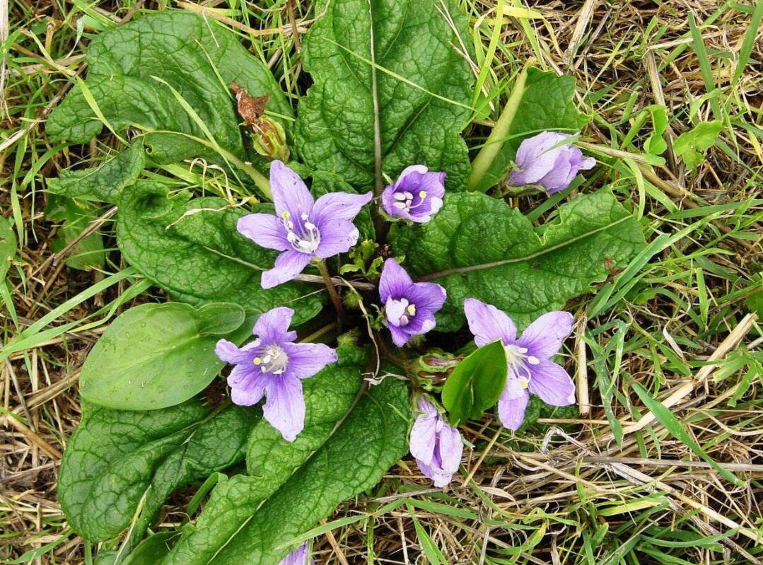 10 Seeds The Mandrake Mandragora Officinarum Mandrake Root Fresh Garden