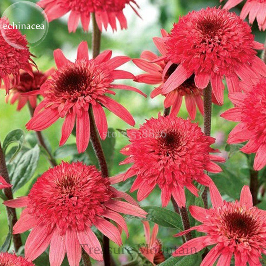 100 Raspberry Truffle Echinacea Coneflowers Fresh Seeds