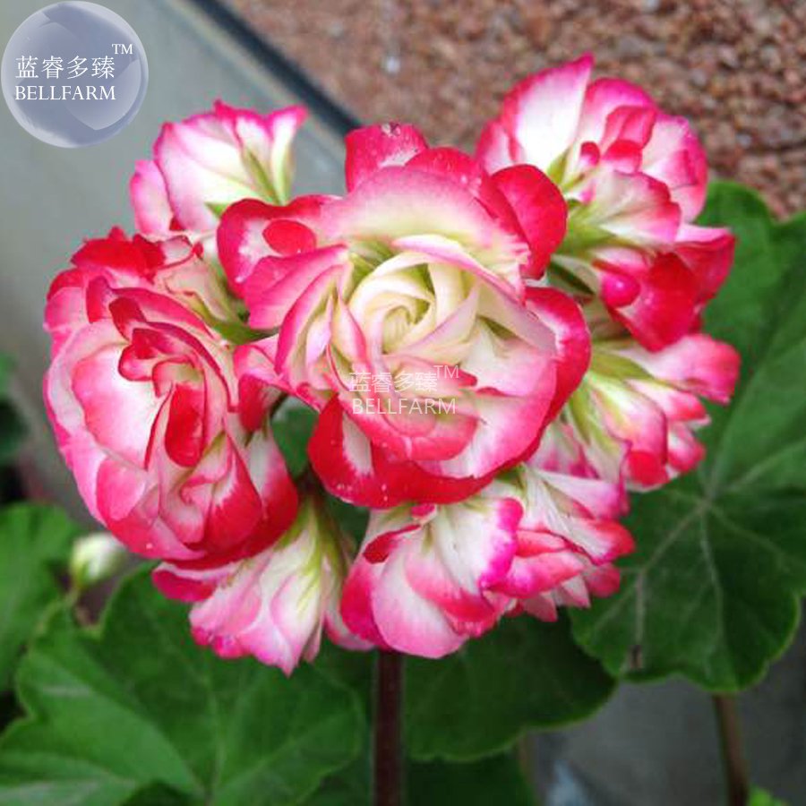 Geranium White Red Ball Type Flower 10 Big Blooms Pelargonium Hortorum ...