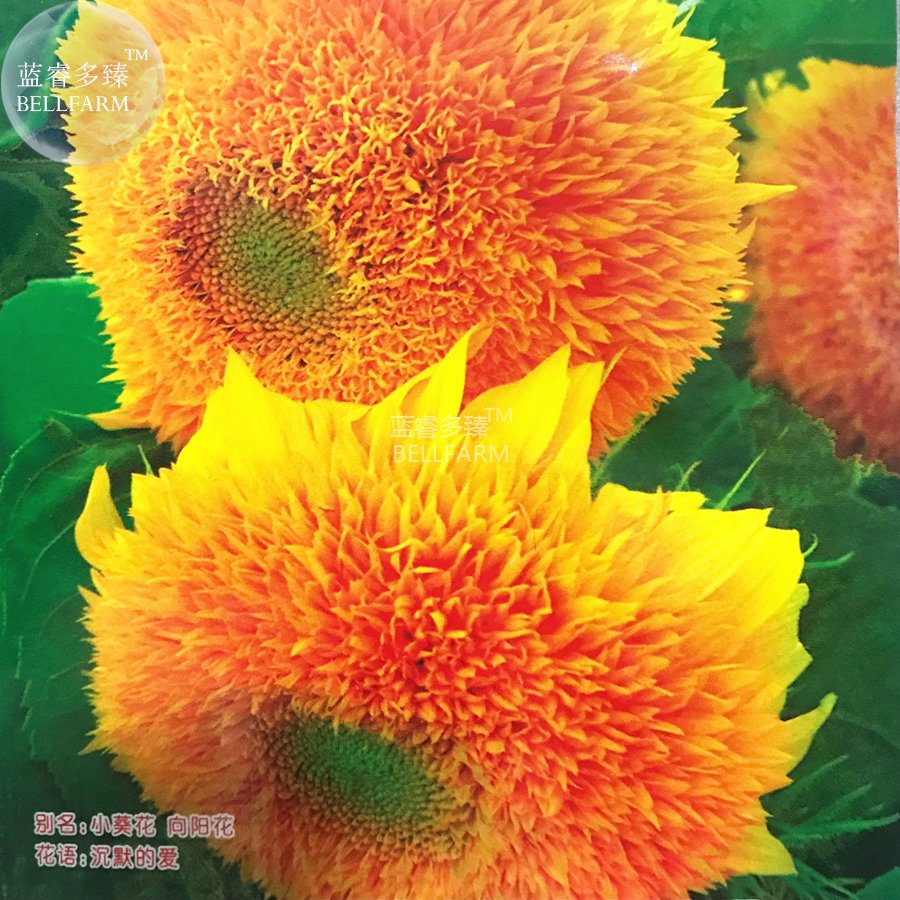 5 S 10 Pleniflorous Fuzzy Sunflower Orange Big Blooms Ornamental ...