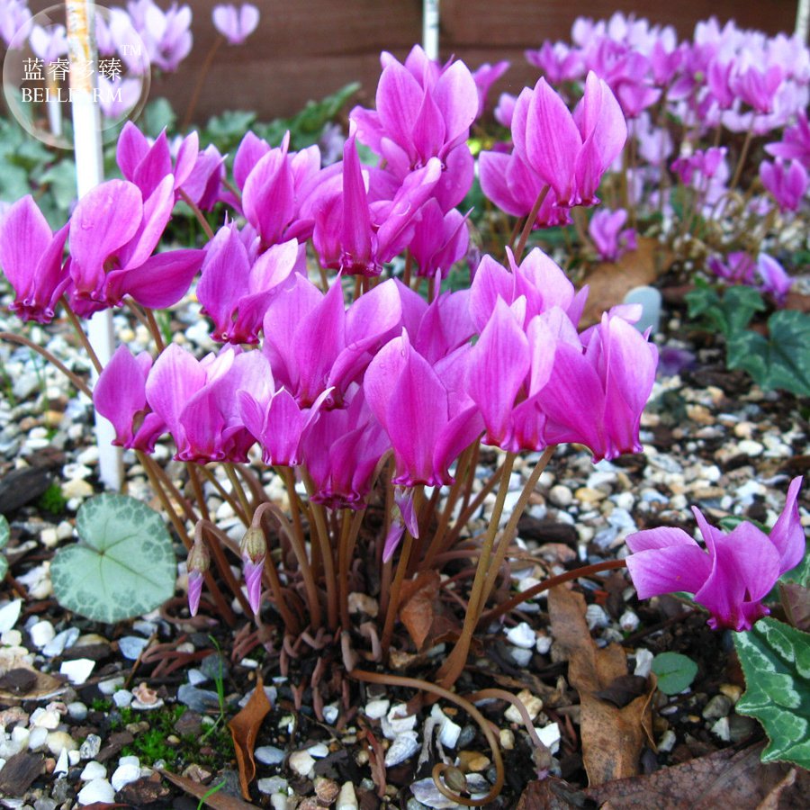6 Cyclamen Hederifolium Ruby Glow Purple Flowers Fresh Seeds