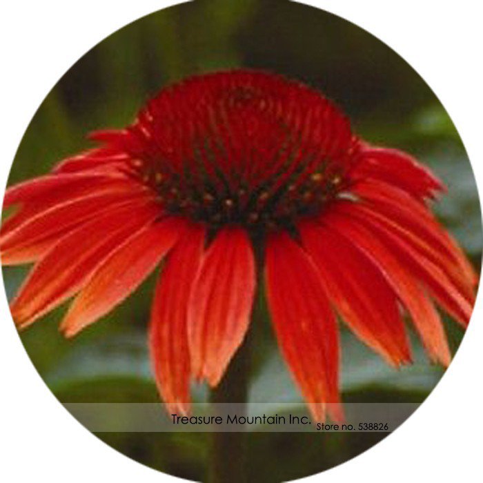 200 Red Ruby Echinacea Perennial Coneflower Fresh Seeds