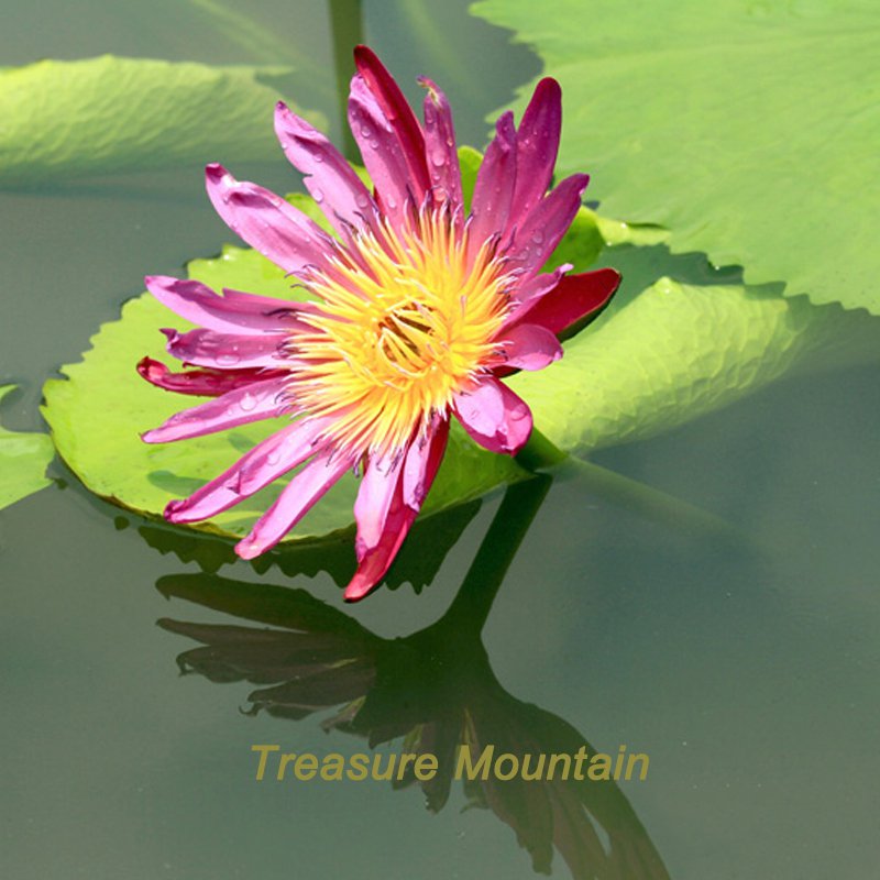 1 Au Pink Water Lily Nymphaea Flower Fresh Seeds
