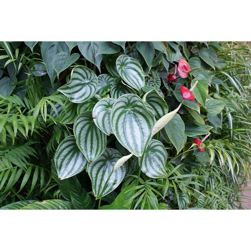 100Pcs Peperomia Sandersii Piperaceae Watermelon Peperomia Evergreen ...