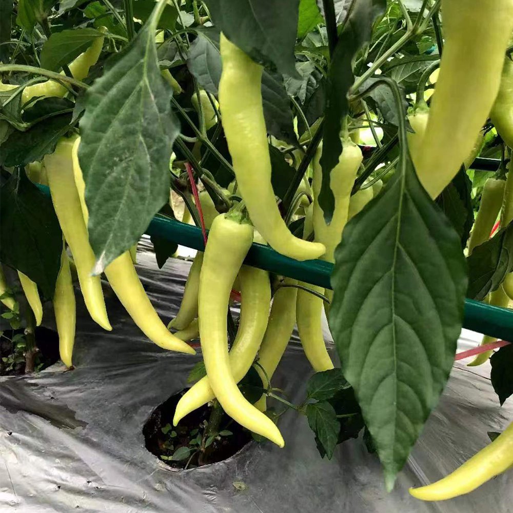 5 Bags 100 Bag Of Golden Sword Peppers Fresh Seeds