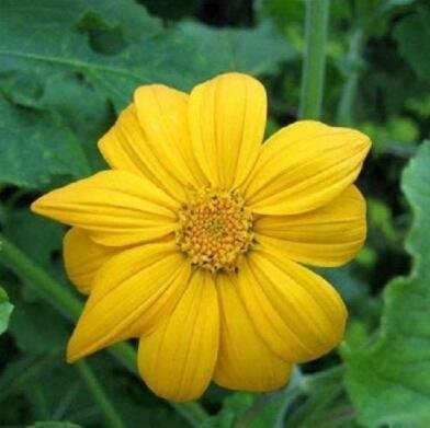 Mexican Sunflower Yellow Torch Flower Seeds Tithonia Speciosa Annual 35 ...