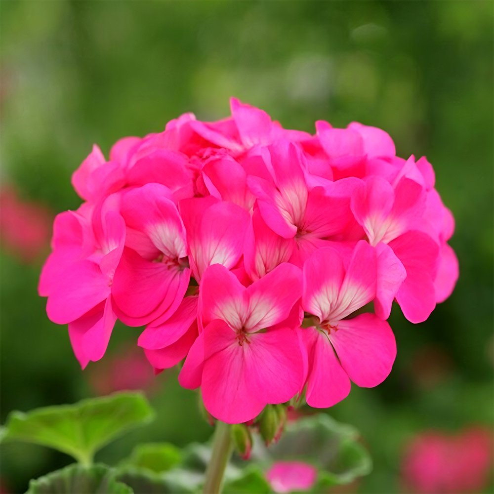 10 Seeds Geranium Horizon Neon Rose Hybrid Fresh Garden