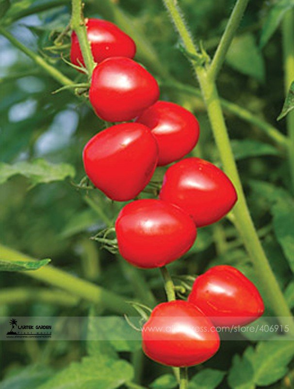 100 Seeds Heart Shaped Tomatoberry Tomato Hybrid Fresh Garden