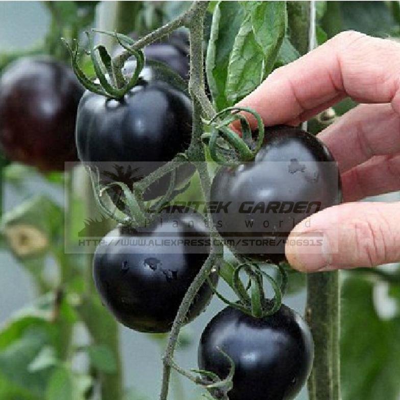 500 Seeds Very Black Rare Tomato Organic Very Tasty Vegetables Fresh Garden