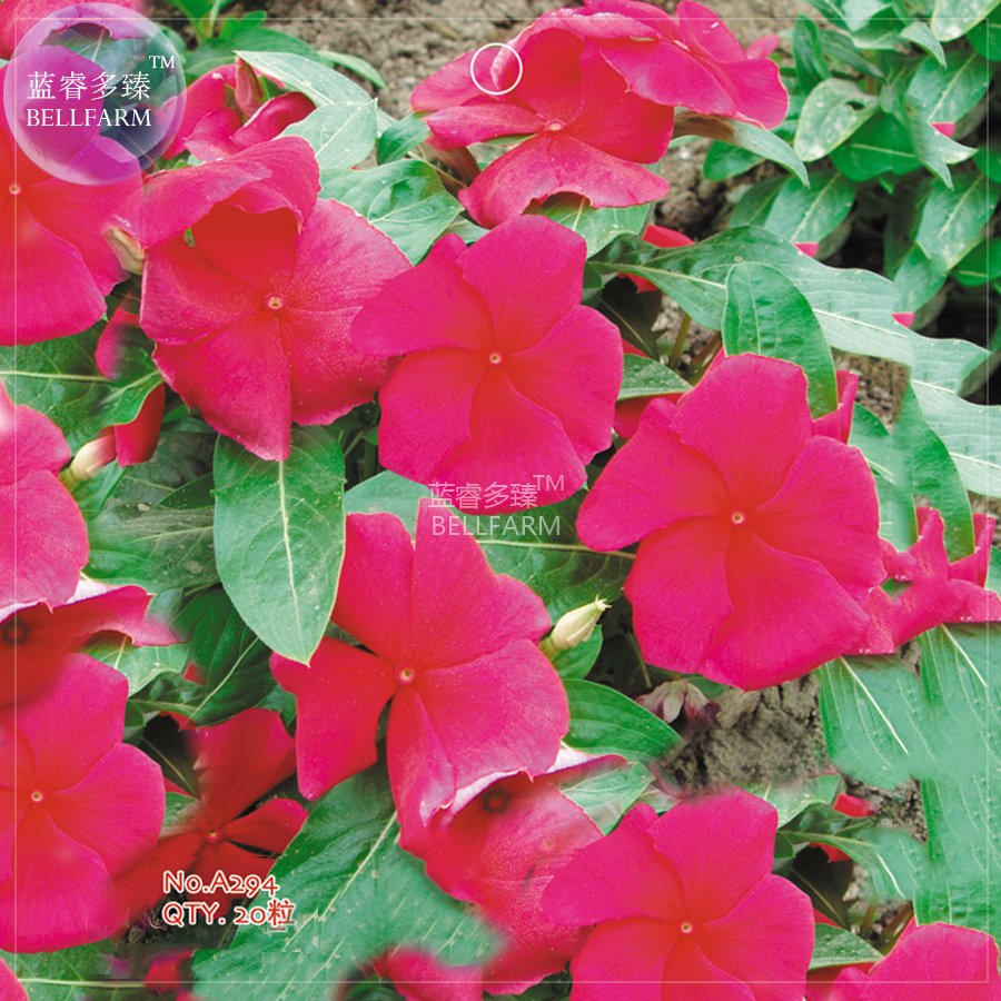 20 Seeds Red Periwinkle Catharanthus Roseus Perennial Herb Flowers ...