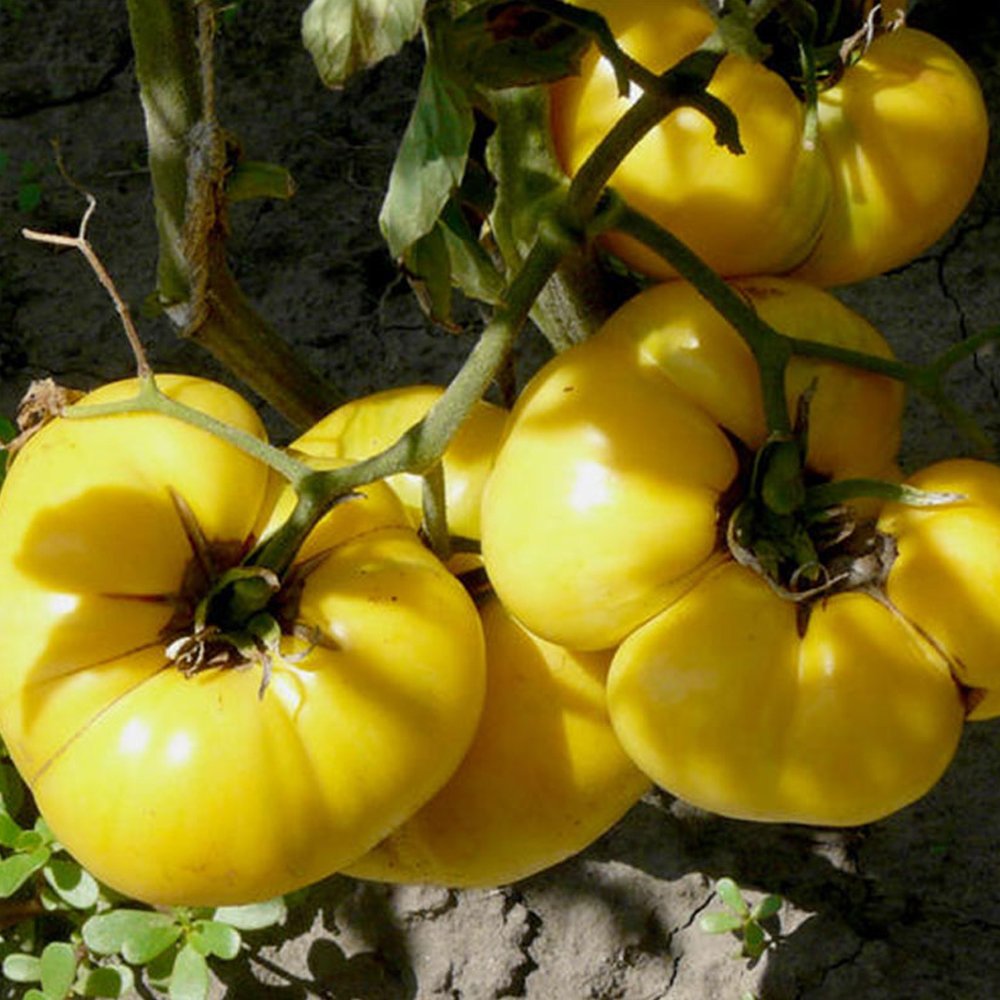 200 Seeds Dixie Golden Giant Tomato Yellow Big Tomato Fruits Beefsteak ...