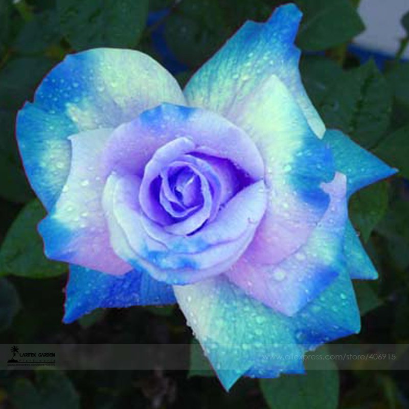 50 Seeds / Pack The Rarest Rose Gorgeous Pretty Rose Shrub Plant Flower ...