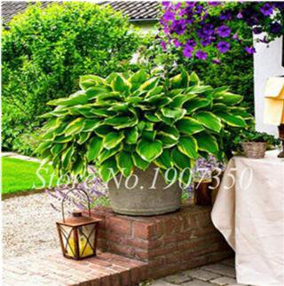 120 Hosta Seeds Perfect Color 11 Perennials Plantain Lily Flower Ground ...