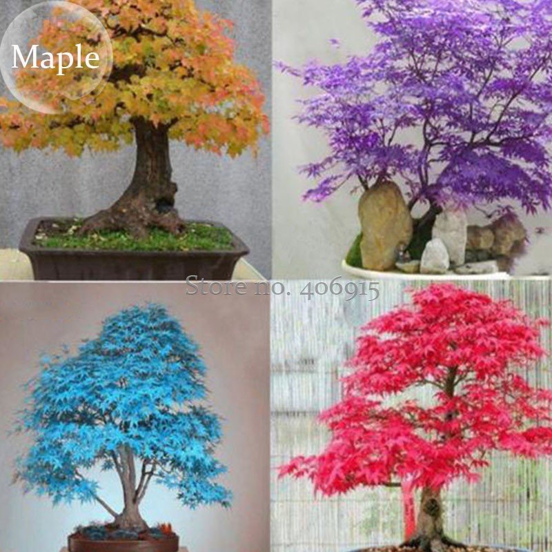 Rare Colorful Bonsai Japanese Maple Tree Seeds 20 Seeds New Dazzling ...