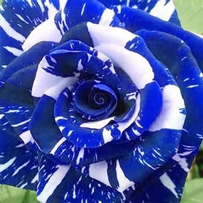 100Pcs Blue Dragon Rose Seeds Perennial Authentic Seeds Fresh Garden