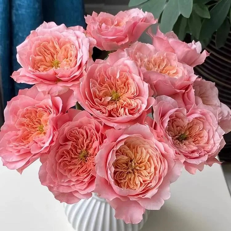 100 Seeds Mikoto Rose Fresh Garden
