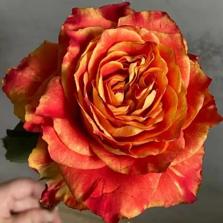 50 Seeds Ode To Joy Rose Fresh Garden