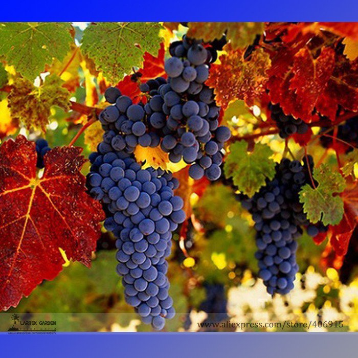 Rare French Cabernet Sauvignon Grape Bush Organic 15 Seeds Grape Wine ...