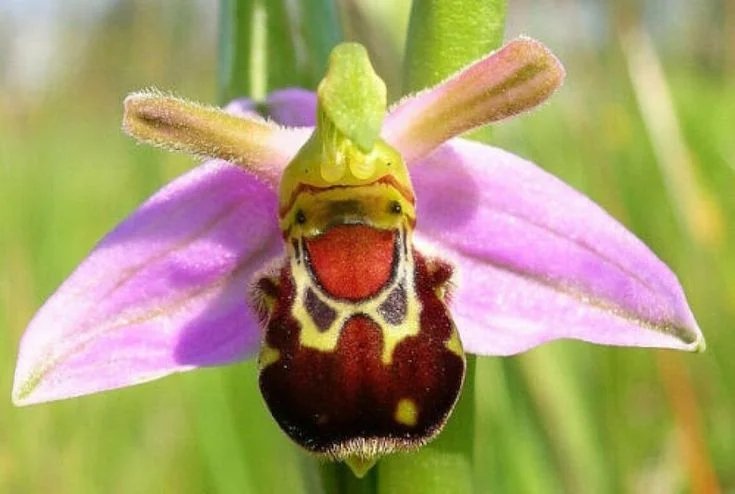 50 Seeds The Rare Ophrys Apifera Laughing Bumble Bee Orchid Seeds Fresh ...