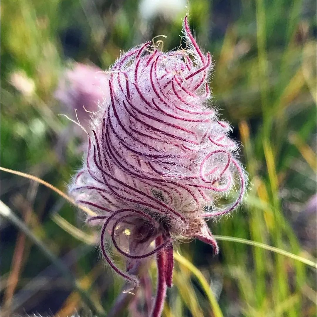50 Seeds Prairie Smoke Purple Fresh Garden