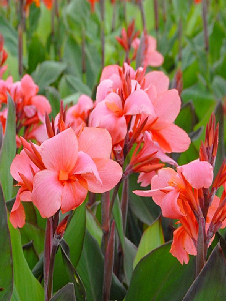 20 Seeds Canna Lily Seeds Pink & Redish Orange Blooms With Green Leaves ...