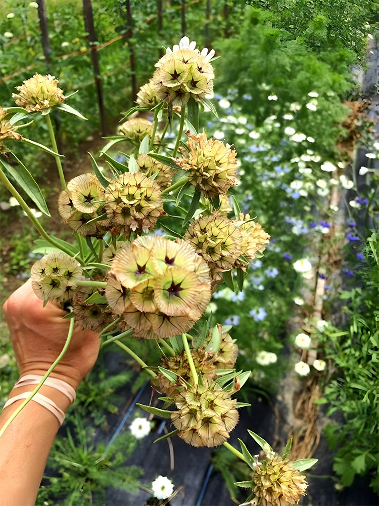 200 Seeds Scabiosa Stellata Seeds Fresh Seeds