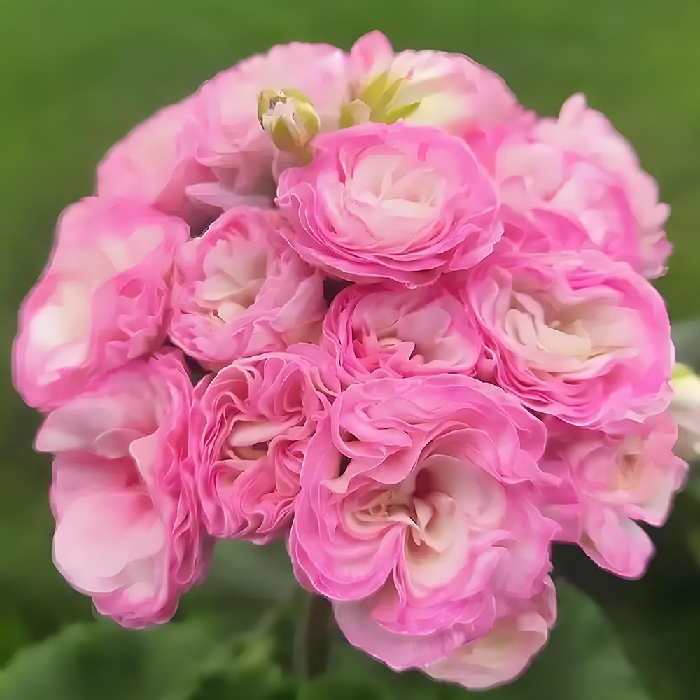 10 Seeds Exclusive Xiuqiu Series Water Pink Geranium Seeds Rare ...