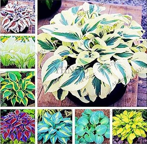 Hosta Mixed 8 Types Fresh Seeds