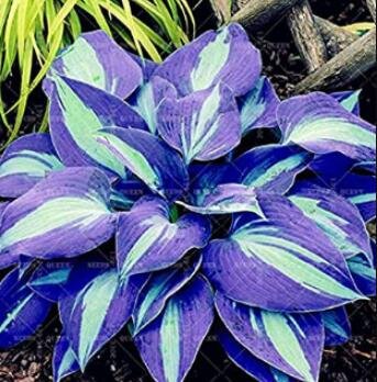 200Pcs Japanese Hosta Seeds Perennials Color 2 Fresh Seeds