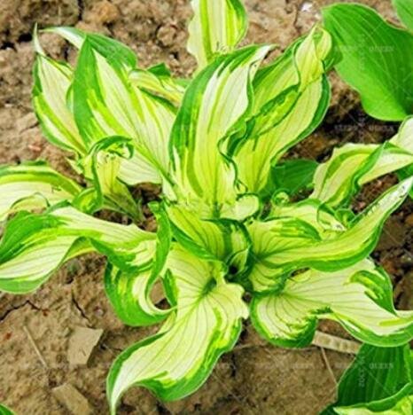 200Pcs Japanese Hosta Seeds Perennials Color 3 Fresh Seeds