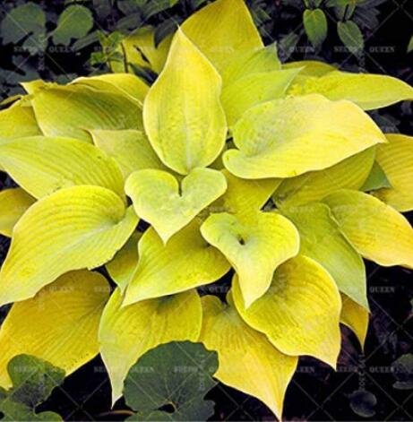 200Pcs Japanese Hosta Seeds Perennials Color 5 Fresh Seeds