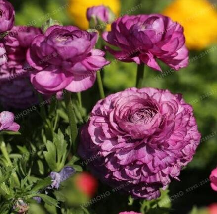 Ranunculus Asiaticus Flower Seeds 100 Purple Fresh Seeds