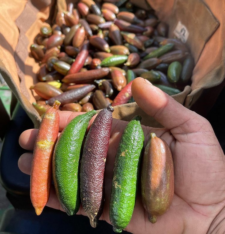 20 Seeds Australian Finger Orange (Lemon Caviar) Fresh Seeds