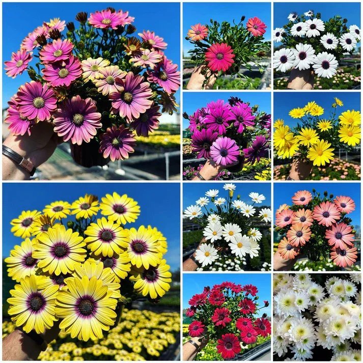 200 Seeds African Daisy Mixed Colors Fresh Seeds