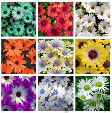 400 Seeds African Daisy Mixed Colors Fresh Seeds