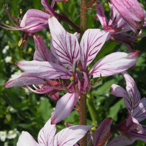 10 Seeds Dictamnus Albus Var Caucasicus Fresh Seeds