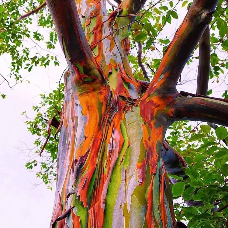 Eucalyptus deglupta Rainbow Eucalyptus Seeds 50 Seeds Fresh Seeds