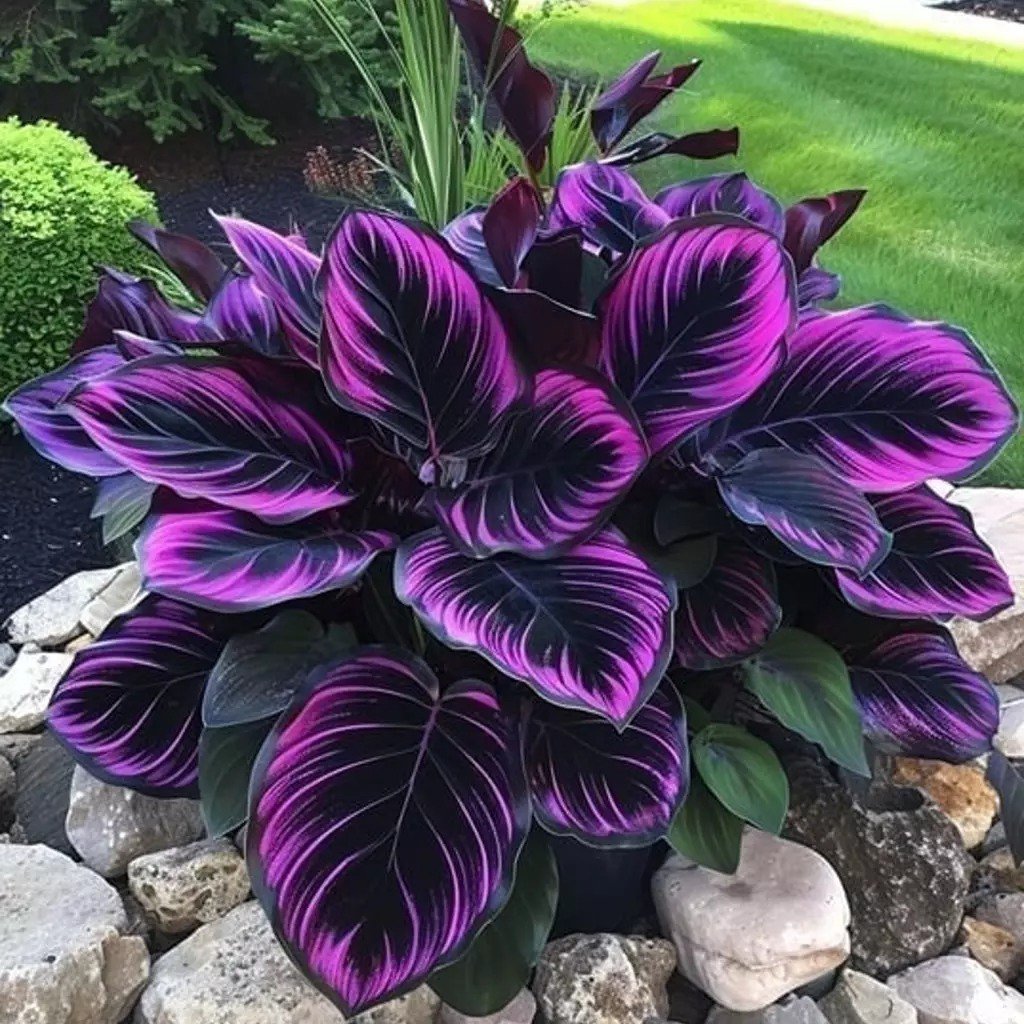 50 Seeds Purple Tip Calathea for Garden Planting