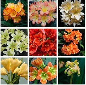 100 Seeds Clivia Miniata Plant Gorgeous Seed Rare Bush Lily Flower ...