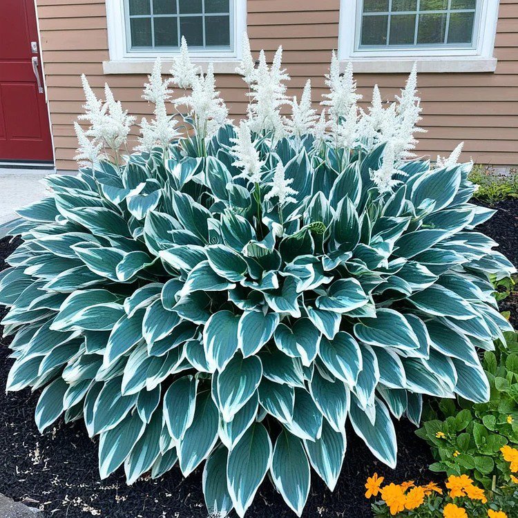 50 Seeds The Enchanting Hosta - Giant Blue-White Striped Hosta