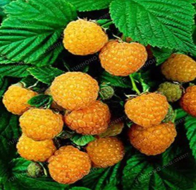 500 Seeds Raspberry Seed Organic Heirloom Fruit Seeds (Color: 4)