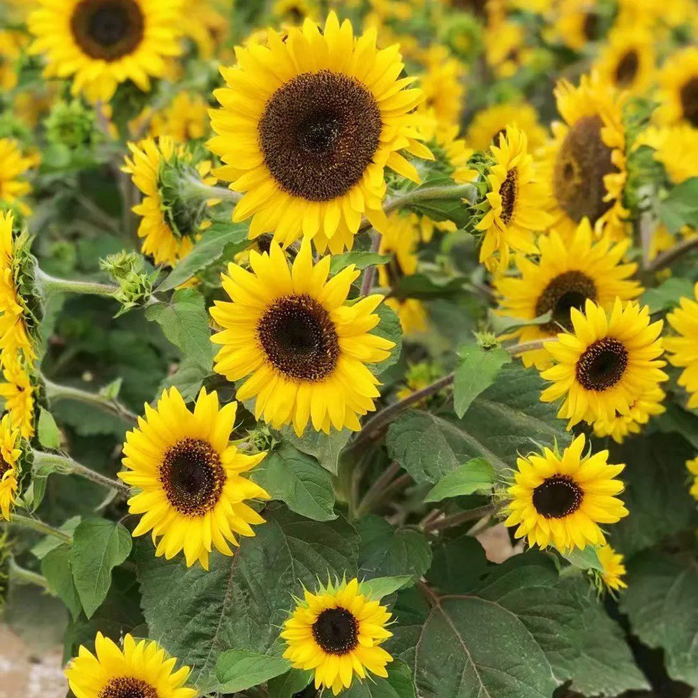 3 grams Bonsai Sunflower Seeds - Bright Single-Petal Flowers for Pots ...