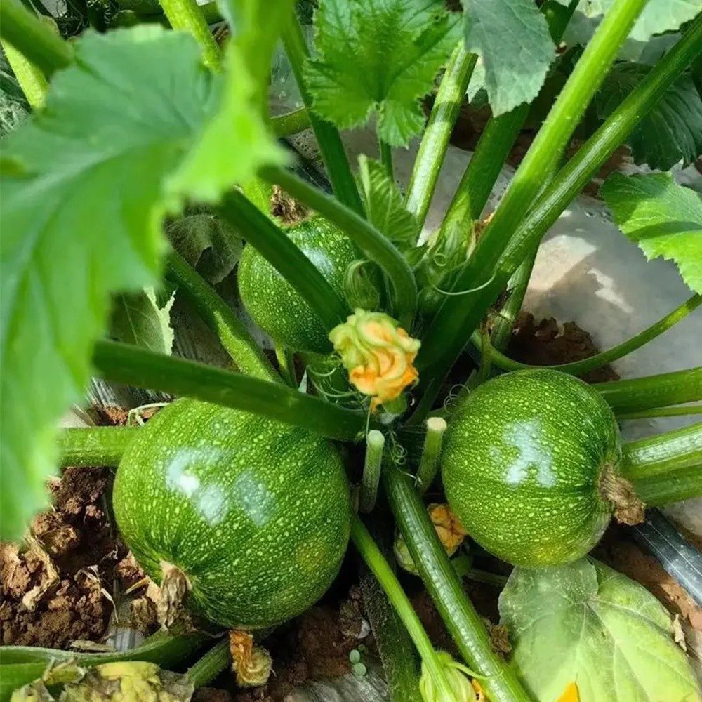 Black Pearl Round Zucchini Seeds Early-Maturing, Compact Vine, High ...